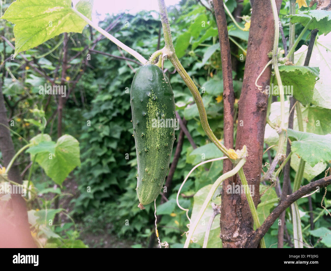 Cucumber plant blossoming and giving little spiky cucumbers hi-res ...
