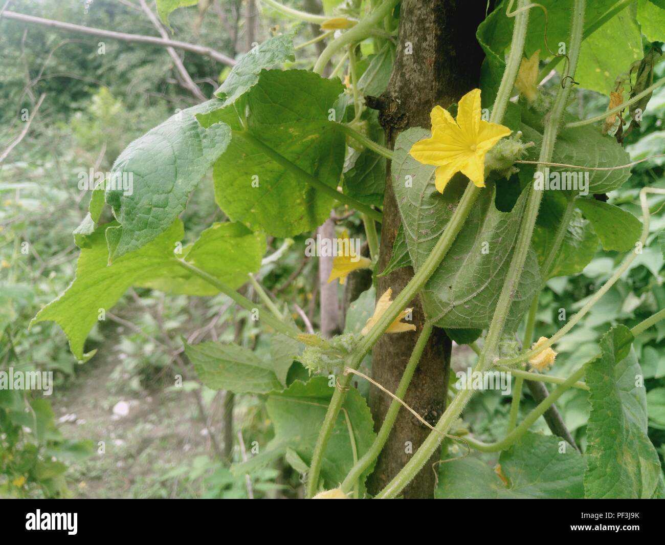 Cucumber plant blossoming and giving little spiky cucumbers hi-res ...