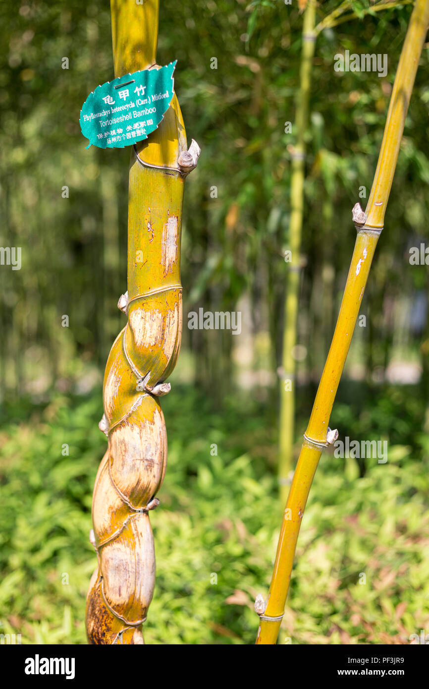 Tortoiseshell bamboo hi-res stock photography and images - Alamy