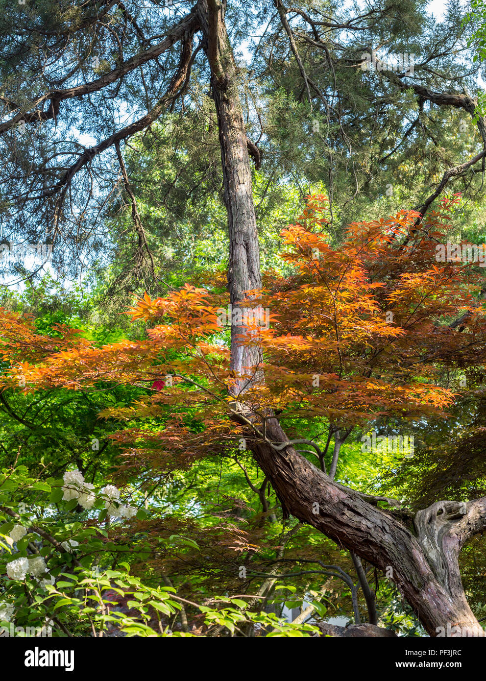 The red maple hi-res stock photography and images - Alamy