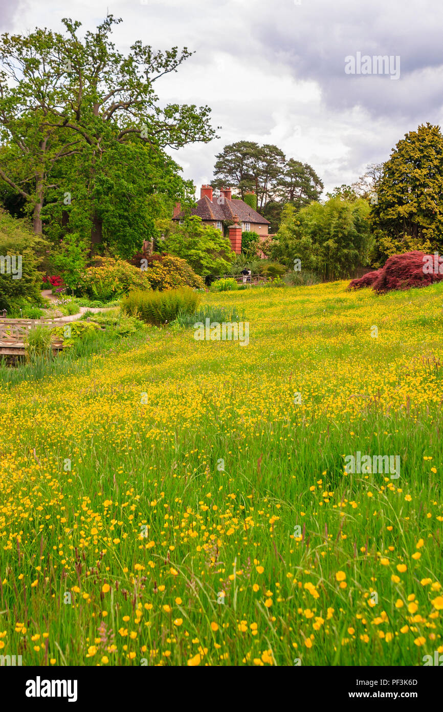 Wild flower meadow with yellow spring flowering buttercups in May ...