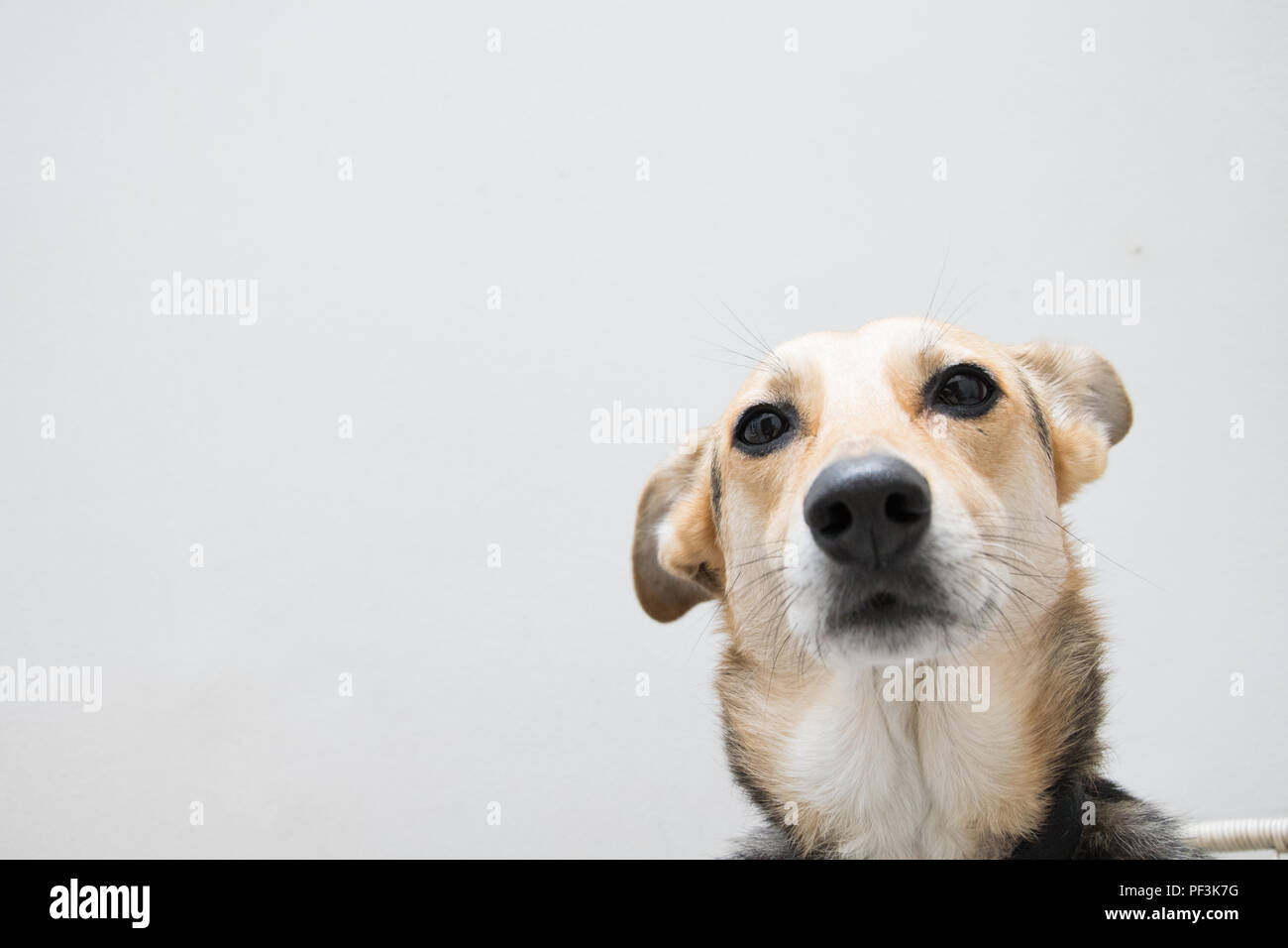 Serious dog facing the camera Stock Photo - Alamy
