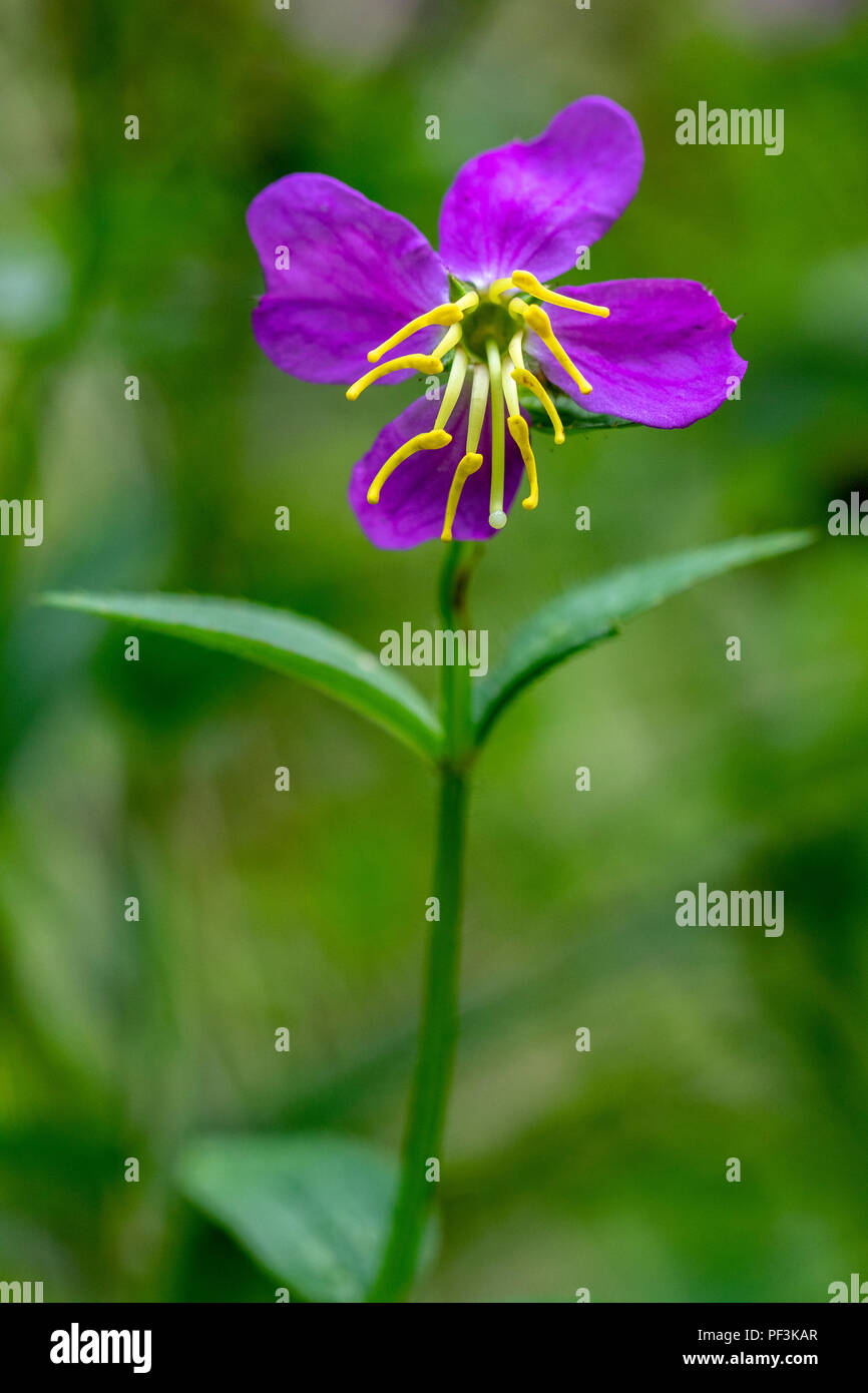 Virginia Meadow Beauty Flower (Shallow Depth-of-Field) - DuPont State ...