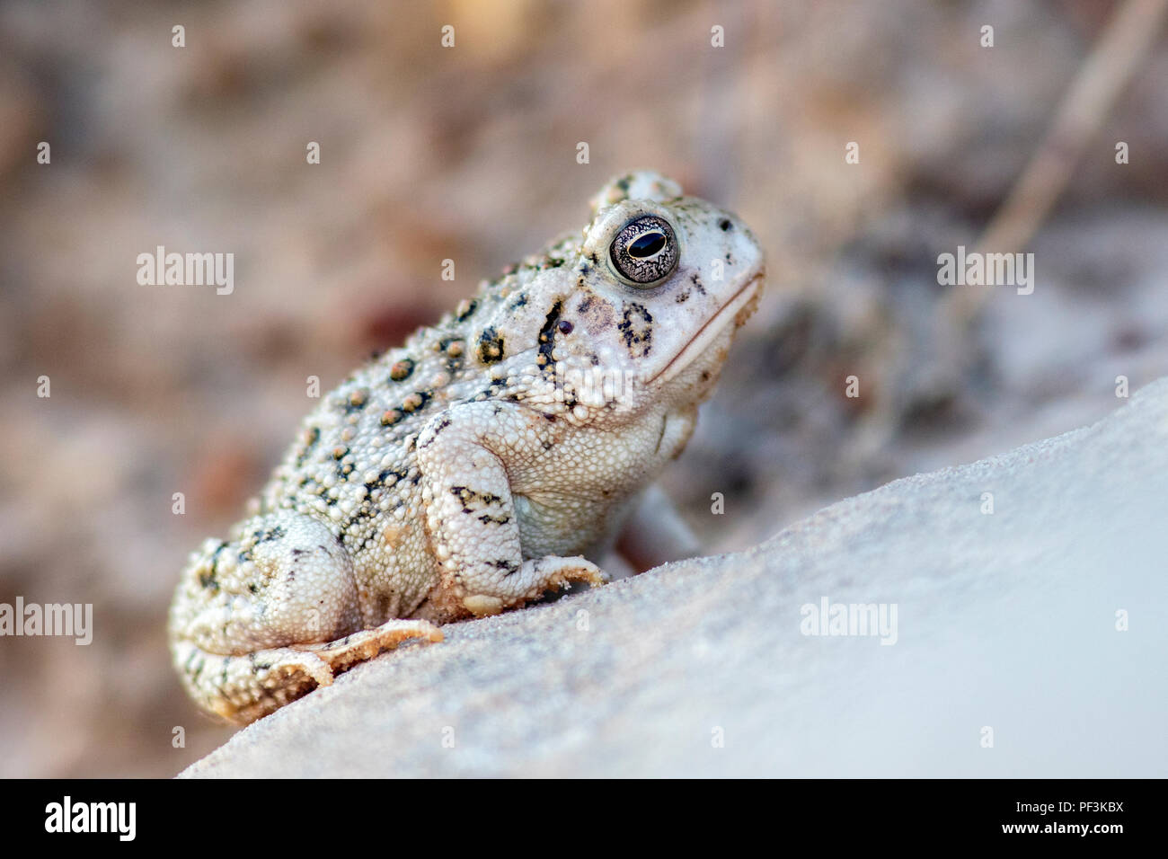 Toad Species (bufonidae) at Rock Town Natural Area - Lucas Park, Wilson ...