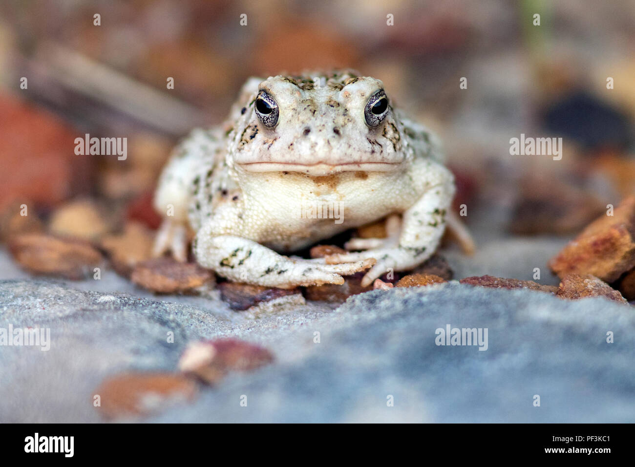 Toad rock hi-res stock photography and images - Alamy