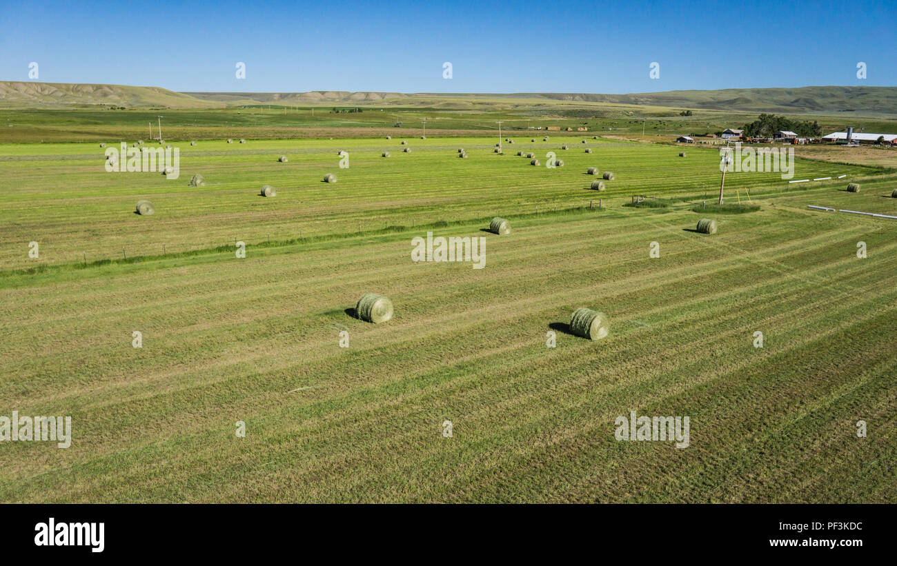 Green harvest hay lies out in the field of an American farm Stock Photo ...