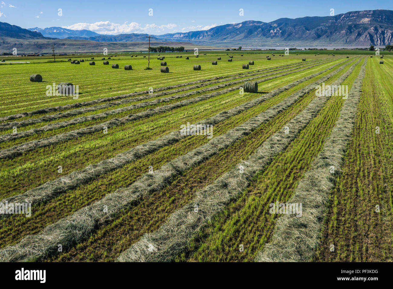 Green hay lays on the ground after being cut in a farm field Stock ...