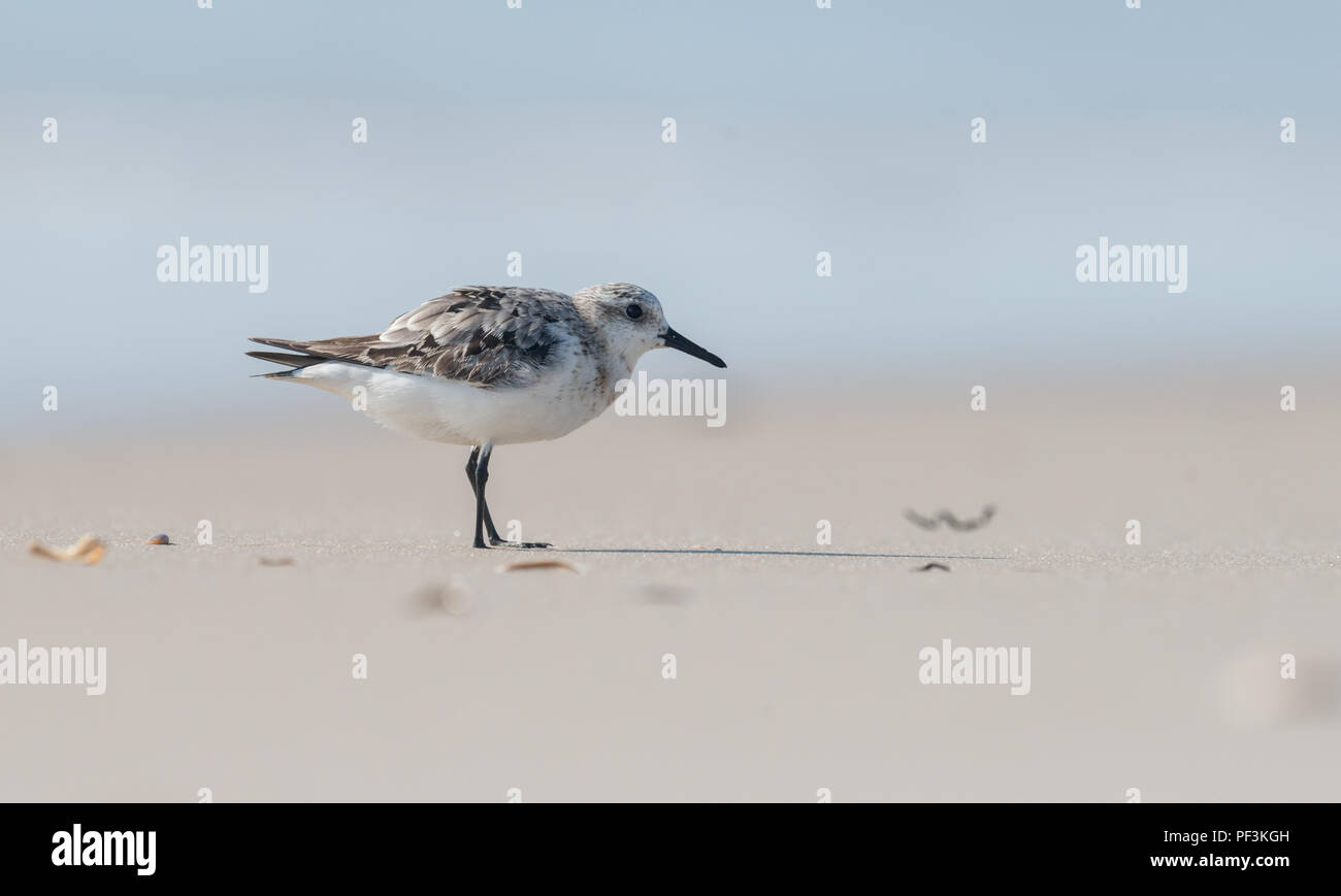 Sanderling walking on the Beach Stock Photo - Alamy