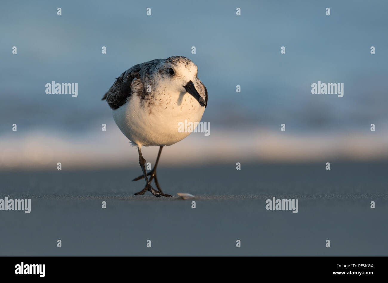 Sanderling walking on the Beach Stock Photo - Alamy