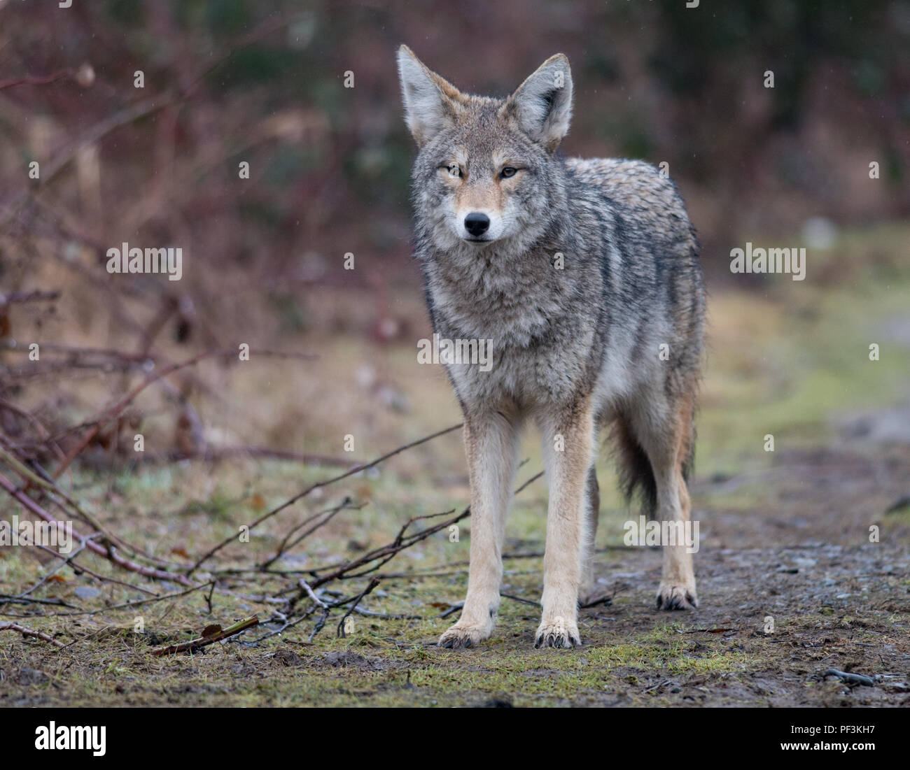 Coyote on the Hunt Stock Photo - Alamy