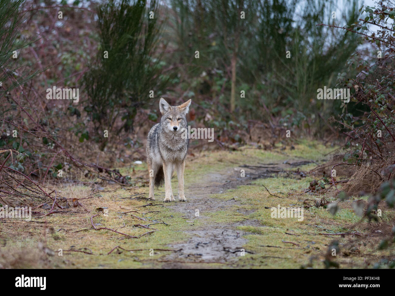 Coyote on the Hunt Stock Photo - Alamy