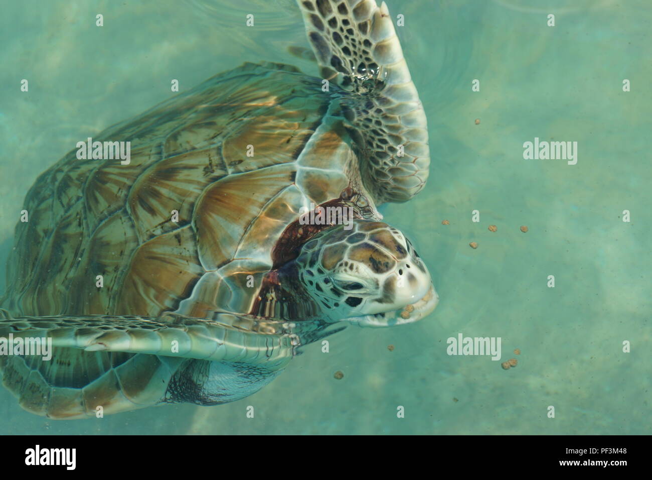 Sea food mexico hi-res stock photography and images - Alamy