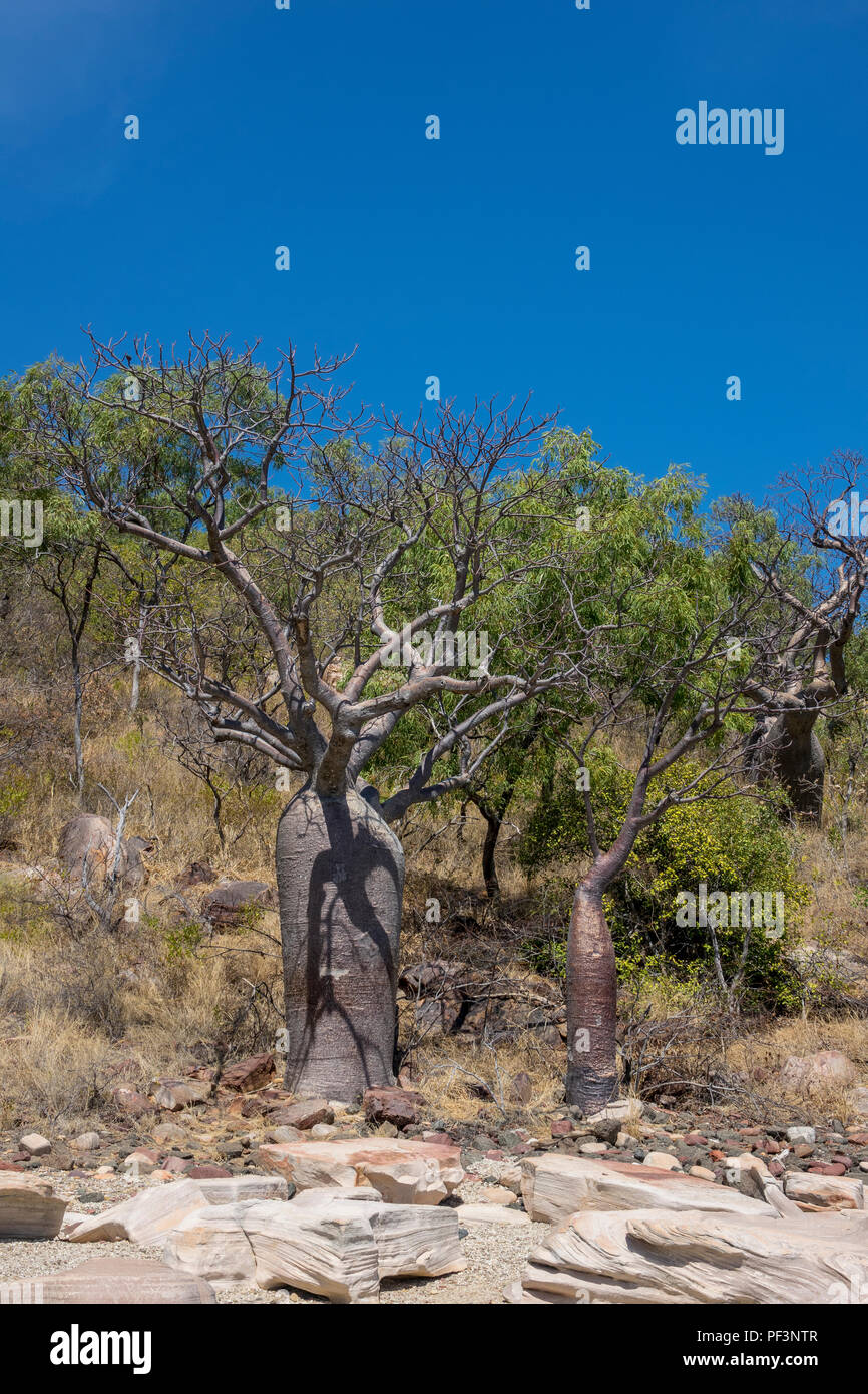 Boab trees at Raft Bay, Kimberley Coast, Western Australia Stock Photo ...