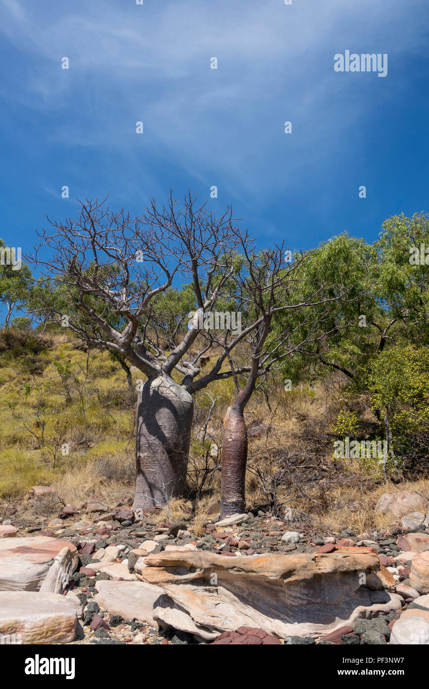 Boab trees at Raft Bay, Kimberley Coast, Western Australia Stock Photo ...
