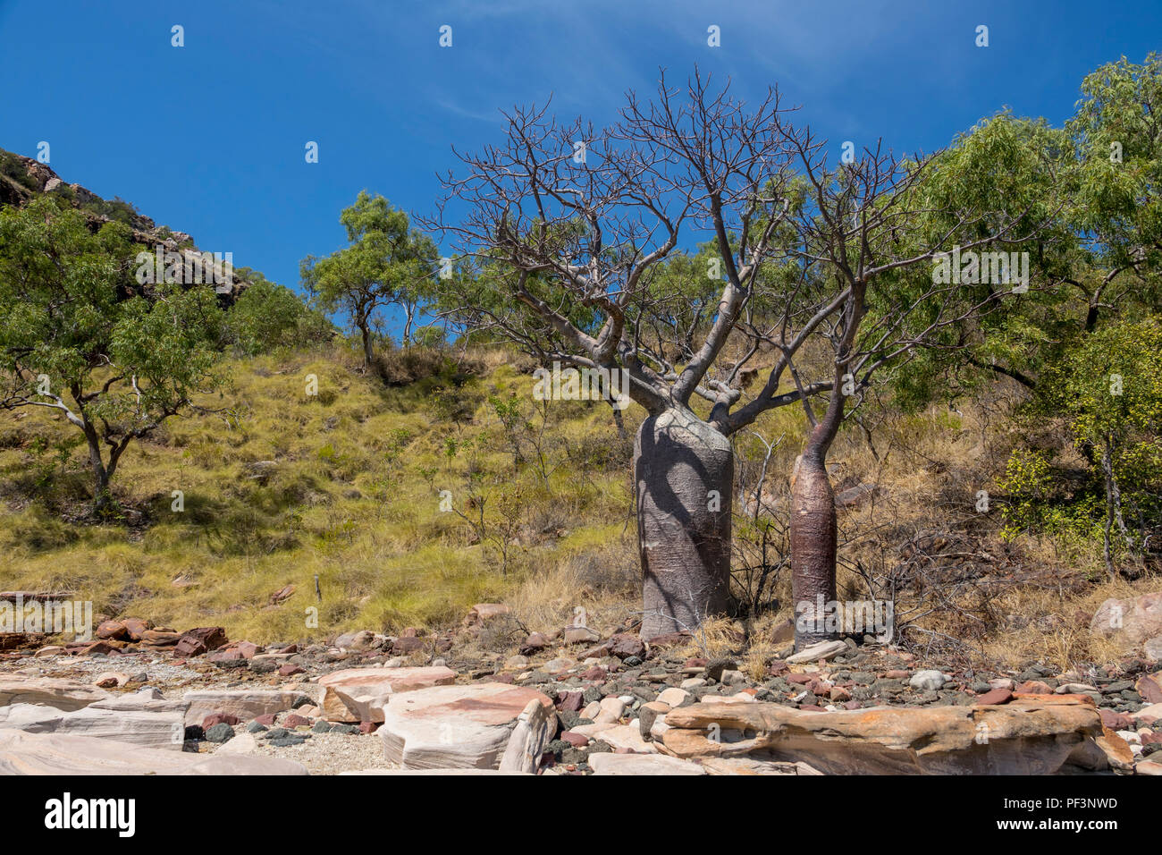 Boab trees at Raft Bay, Kimberley Coast, Western Australia Stock Photo ...