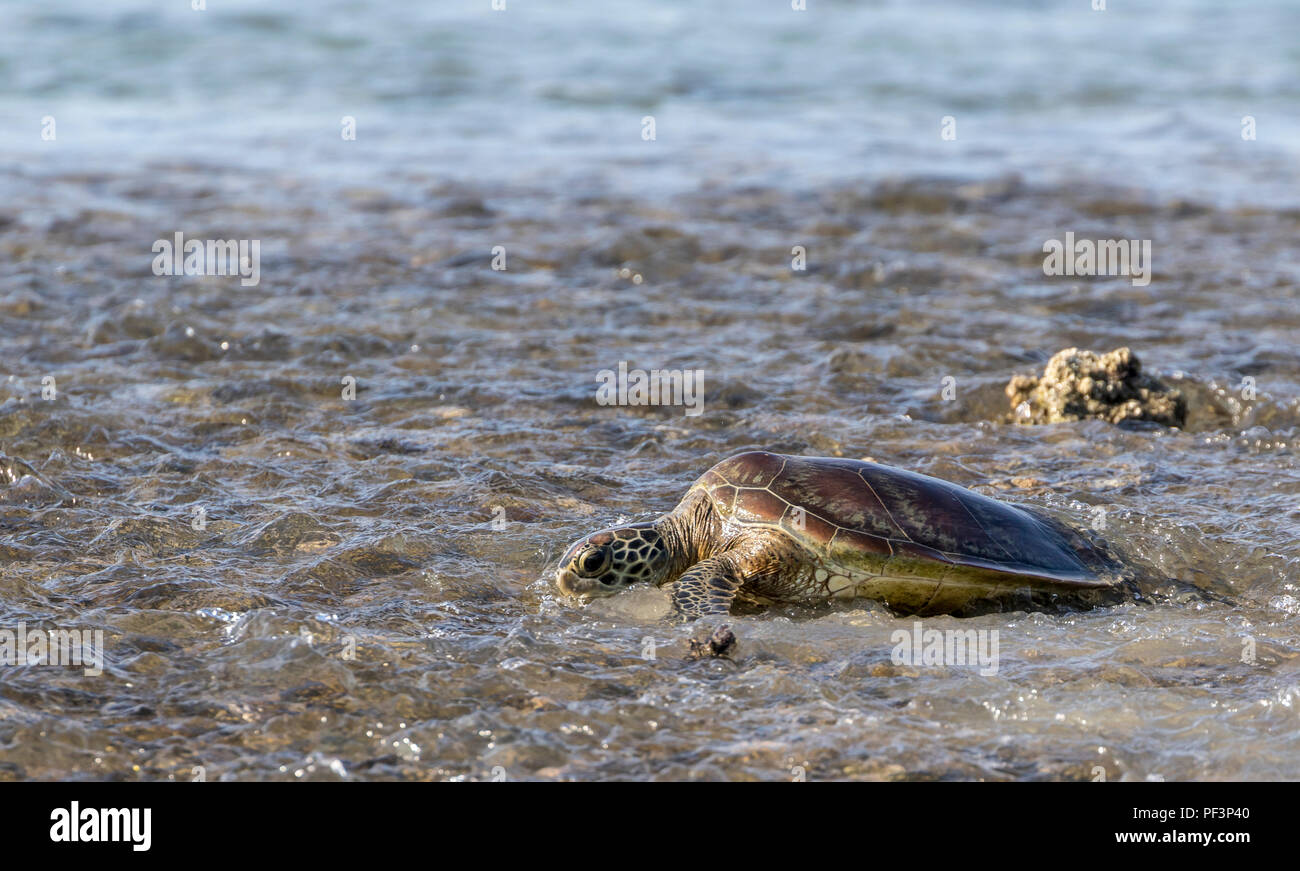 Pacific green sea turtle at Montgomery Reef, Western Australia Stock ...
