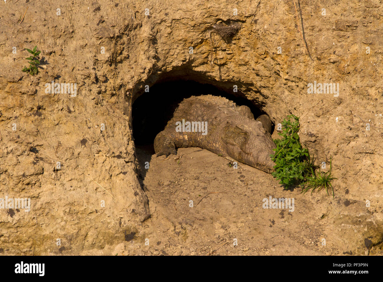 Animals That Estivate