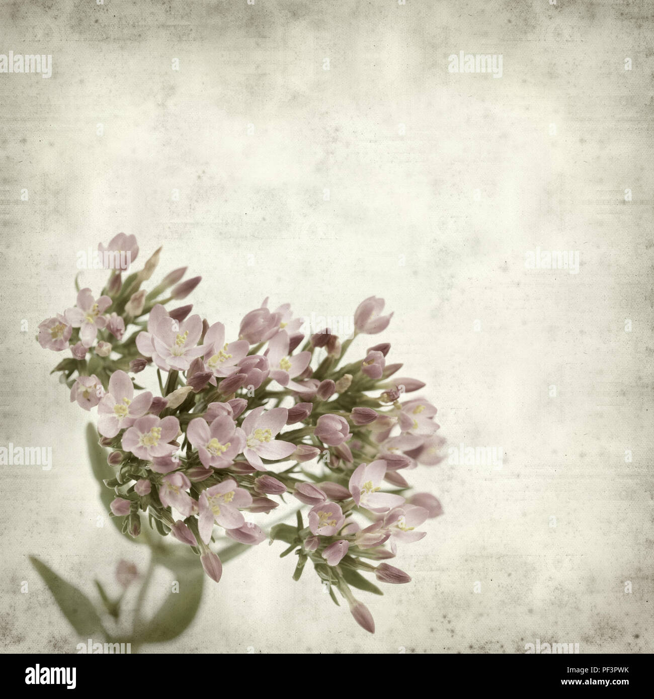 textured old paper background with pink flowers Stock Photo - Alamy