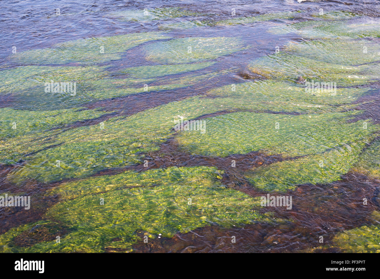 Algae in the river hi-res stock photography and images - Alamy