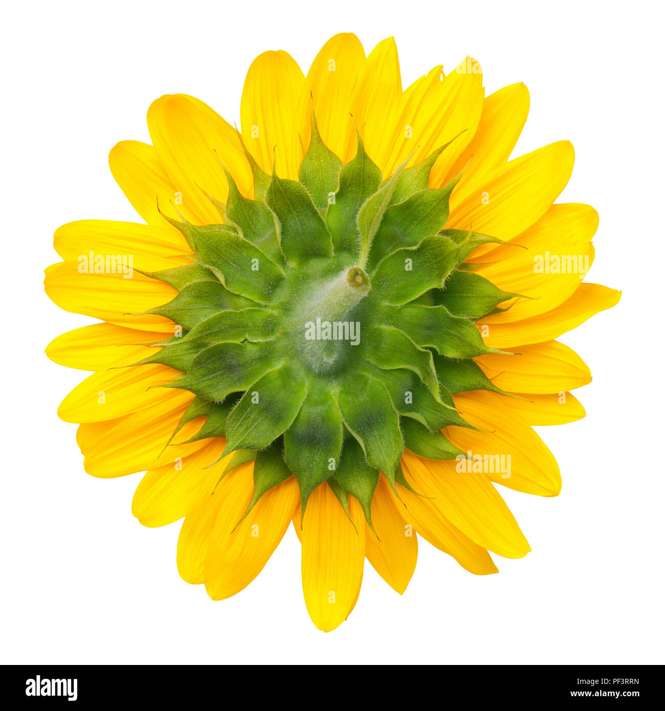 The bottom of sunflower isolated on white background. Top view Stock ...
