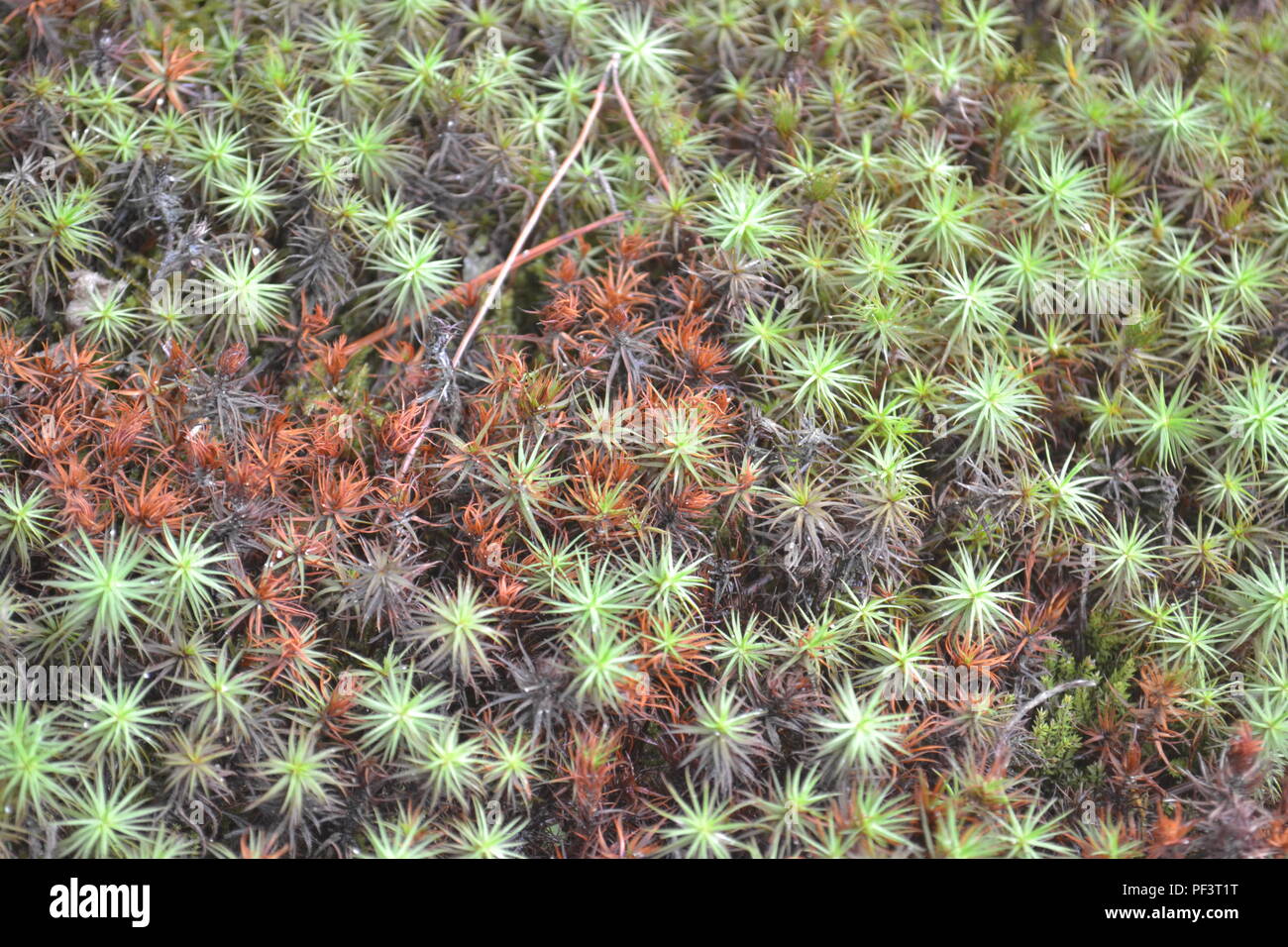 Colorful grass for background Stock Photo - Alamy