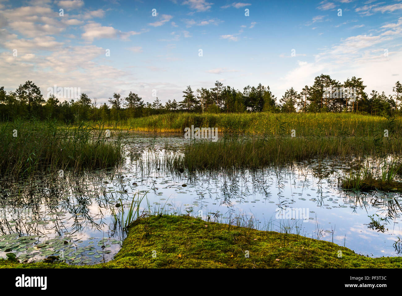 Summer landscape over a wild river Stock Photo - Alamy