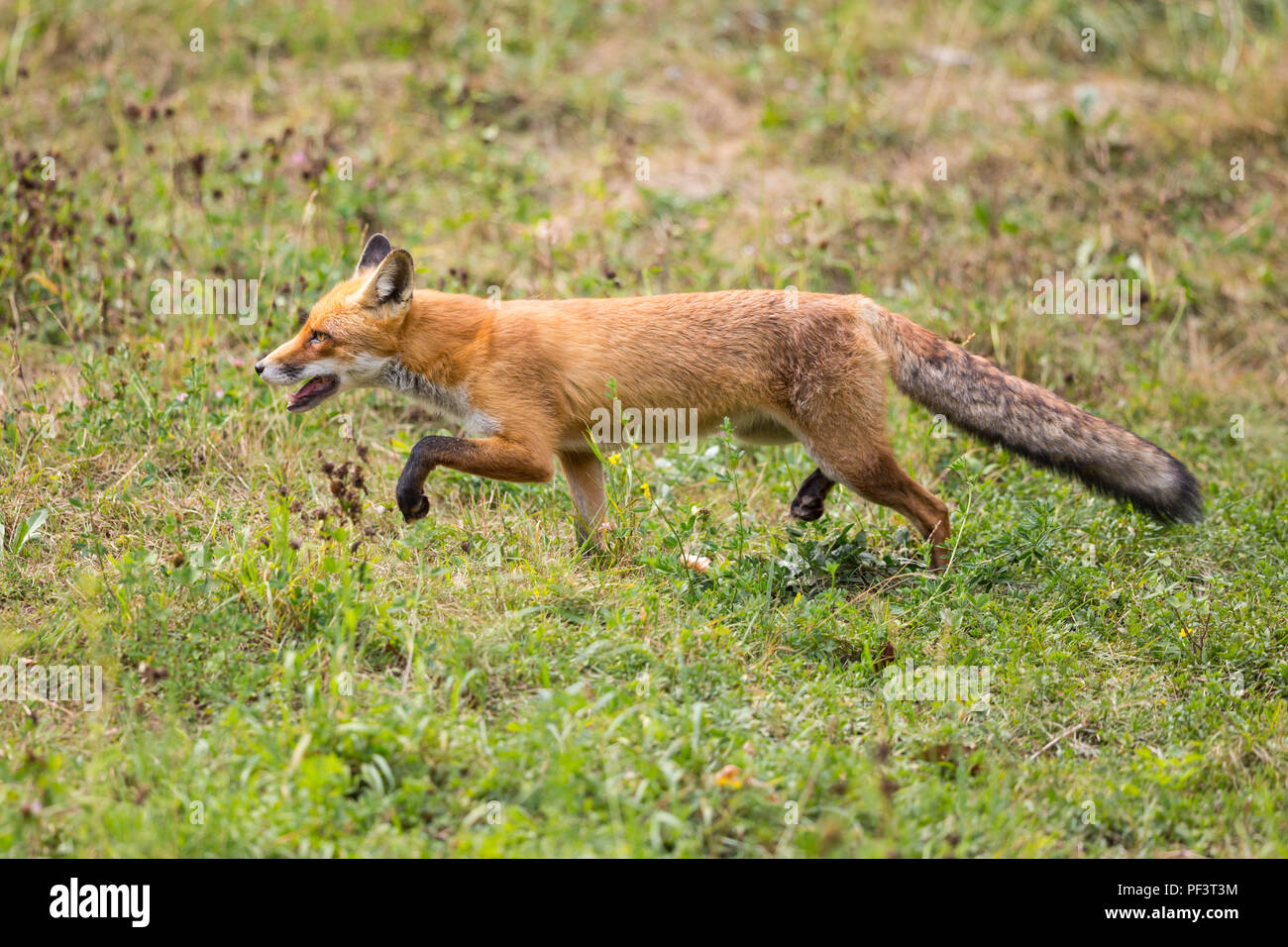 natural red fox (vulpes vulpes) walking in green grass Stock Photo - Alamy