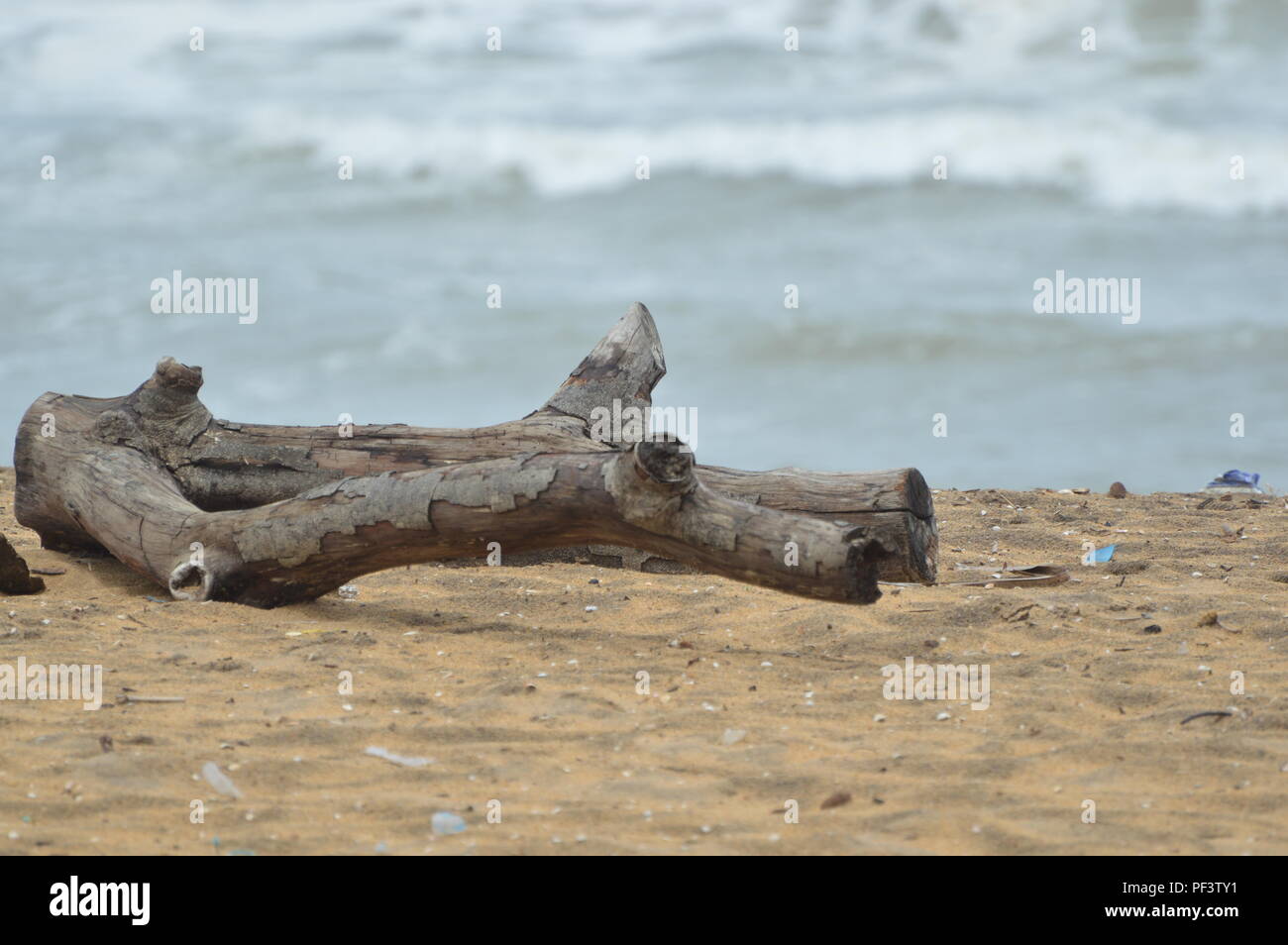 Dead tree in beach Stock Photo - Alamy