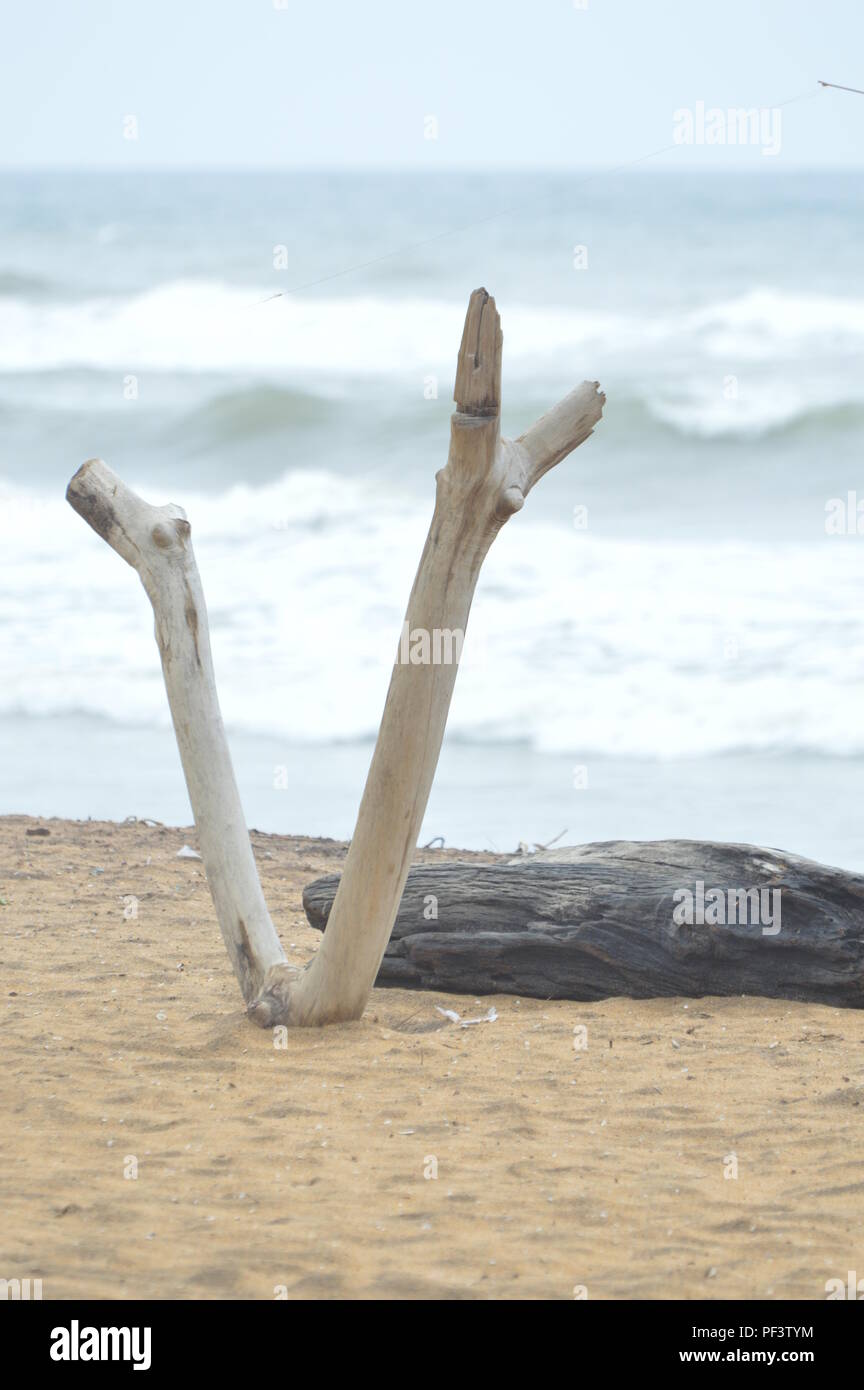 Dead tree beach sunset hi-res stock photography and images - Alamy