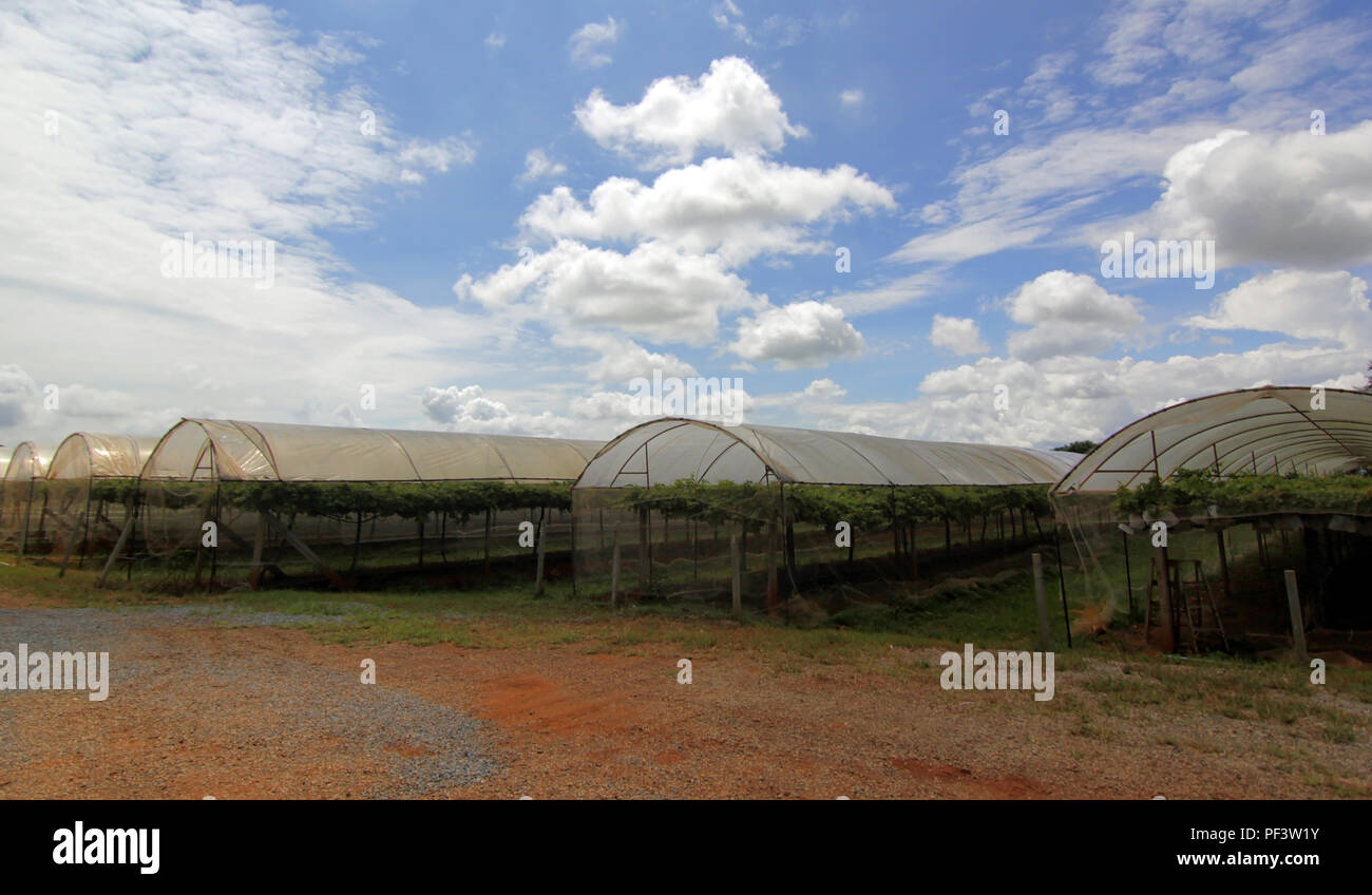 grape farm in countryside with beautiful sky background Stock Photo - Alamy
