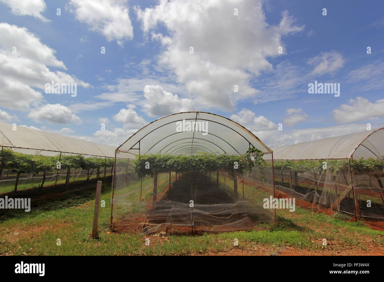 grape farm in countryside with beautiful sky background Stock Photo - Alamy