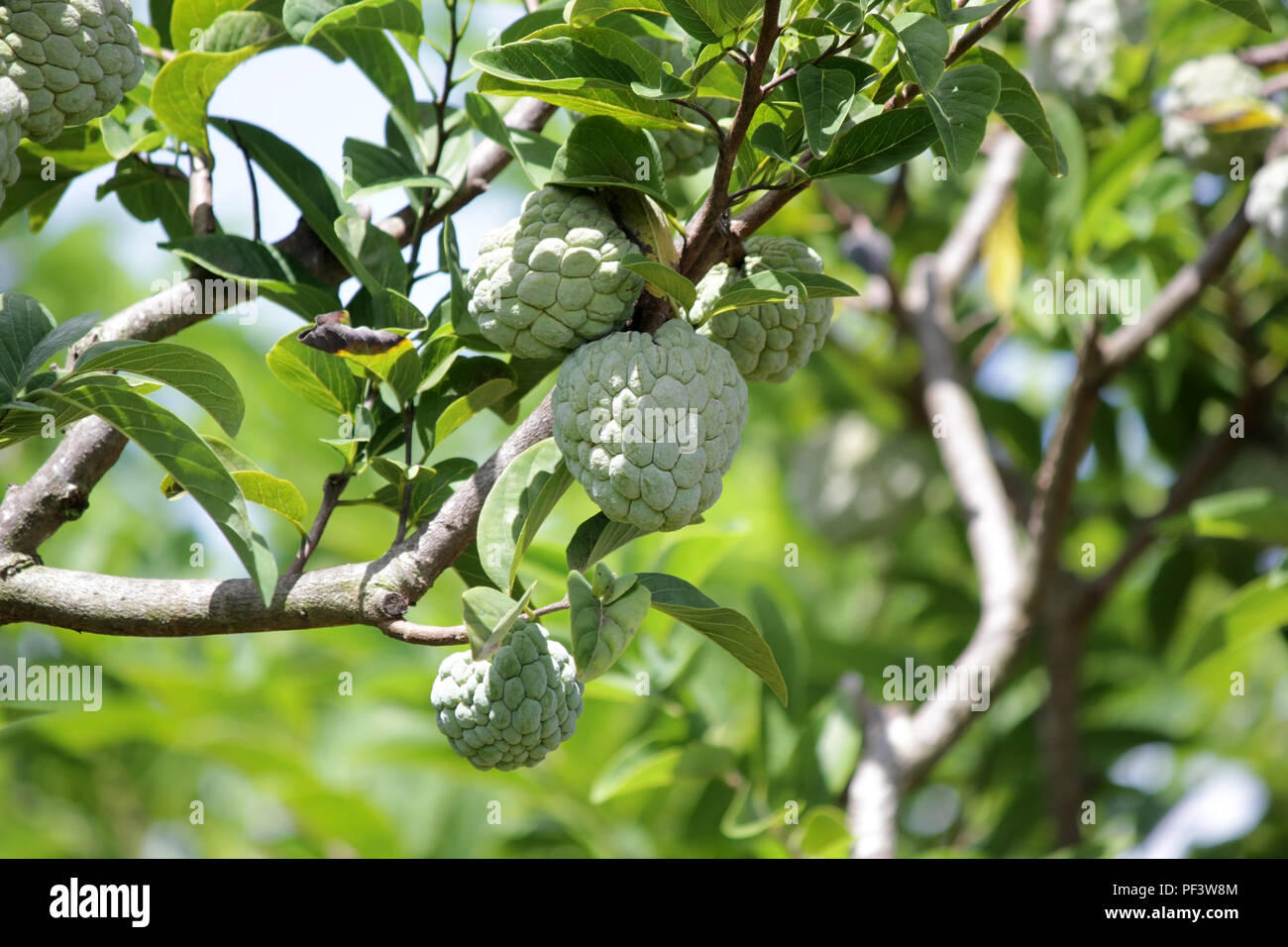 custard apple fruit on tree in organic farm Stock Photo - Alamy