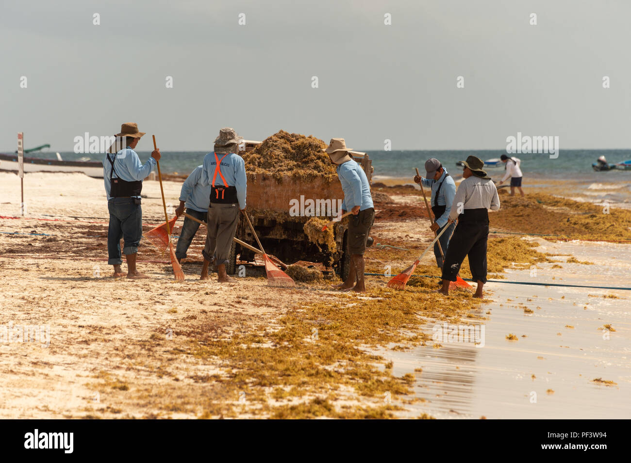 Tulum, Mexico - 12 August 2018: workers are loading Sargassum seaweed ...