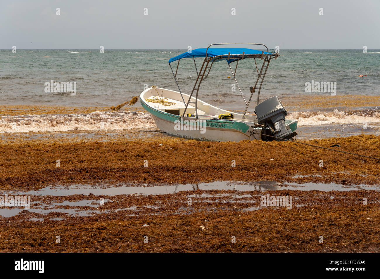 Sargasso invasion hi-res stock photography and images - Alamy