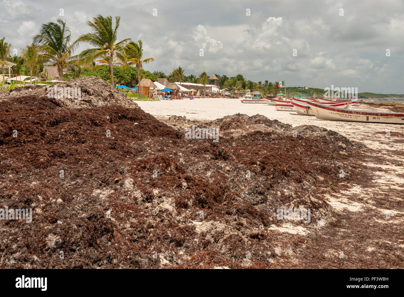 Tulum, Mexico - 12 August 2018: mound of Sargassum seaweed at Tulum ...