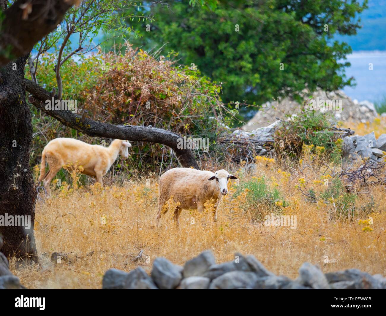 Lunjski maslinici olive trees of lun hi-res stock photography and ...