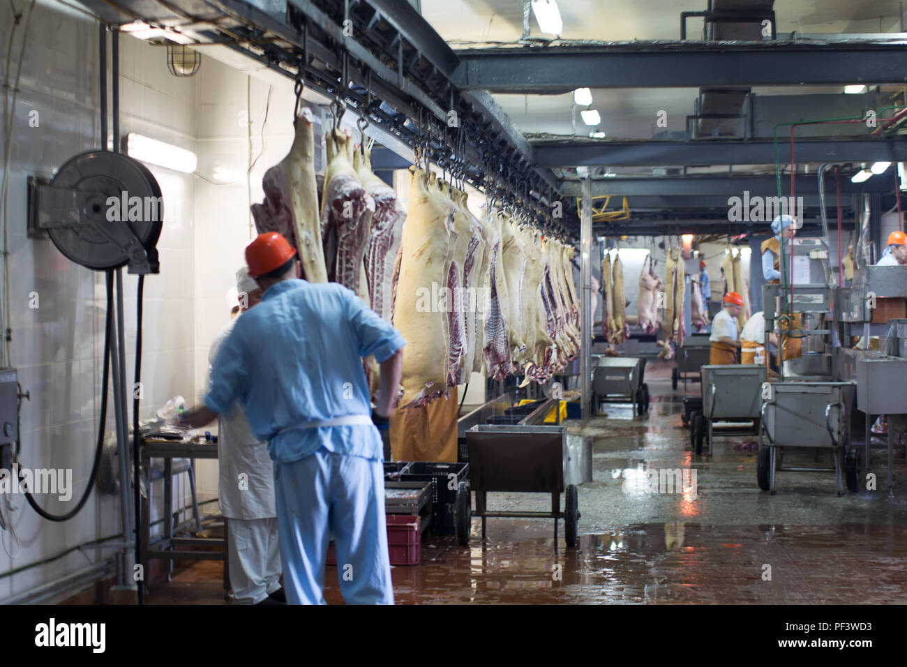 Meat shop with carcasses of animals.Meat factory Stock Photo - Alamy
