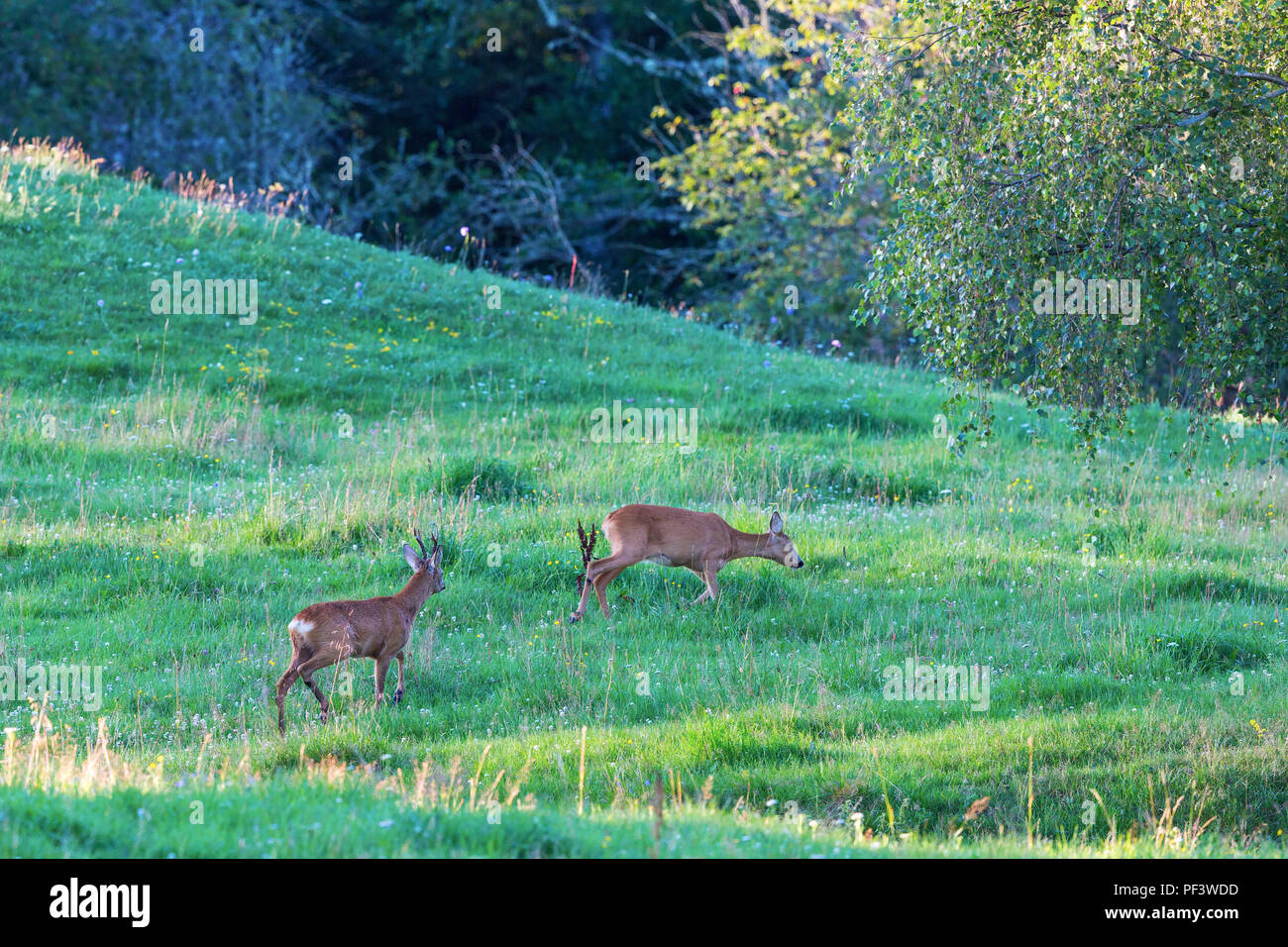 Deer in rut chasing each other in the meadow Stock Photo - Alamy