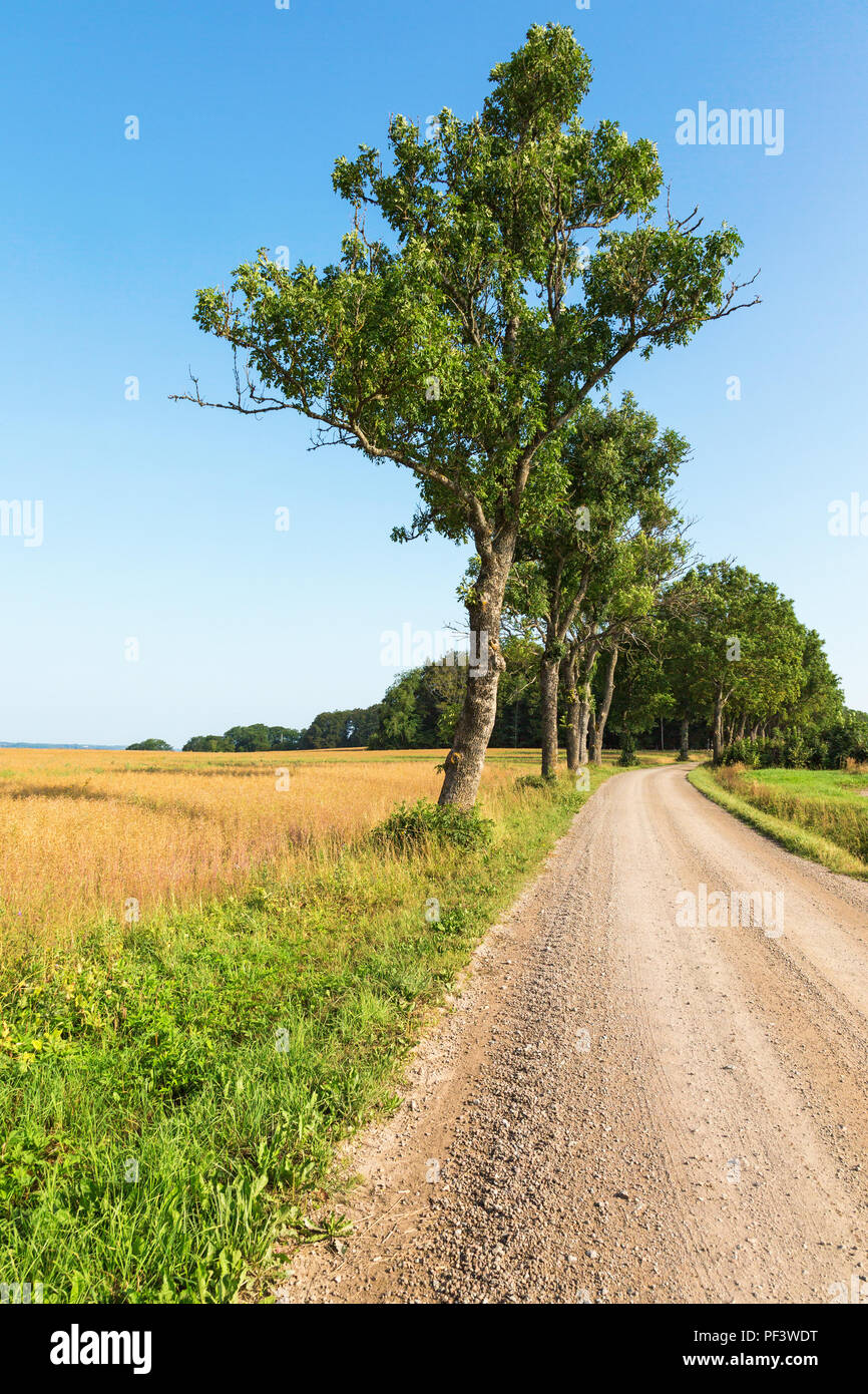 Country road with trees Stock Photo - Alamy