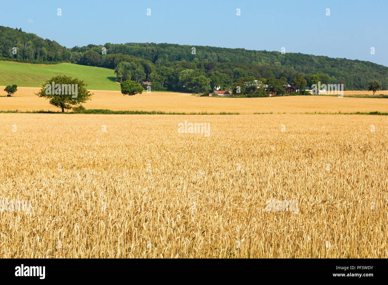 Cornfields on the slope of the hill with a farm Stock Photo - Alamy