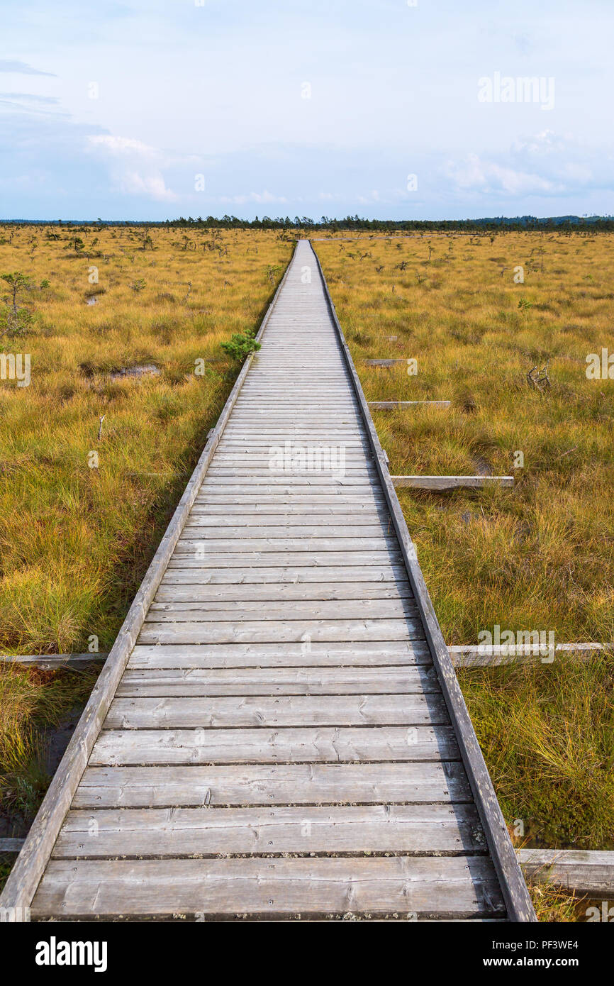 Hiking trail over a bog landscape Stock Photo - Alamy