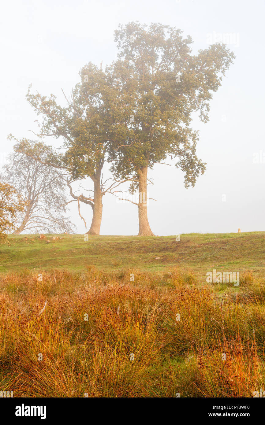 Fog dew light tree hi-res stock photography and images - Alamy