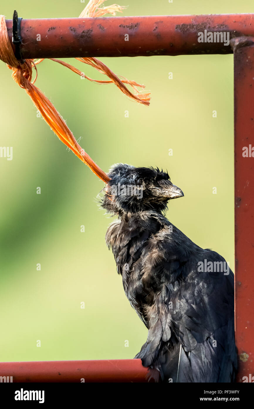 Gibbet gamekeepers hi-res stock photography and images - Alamy