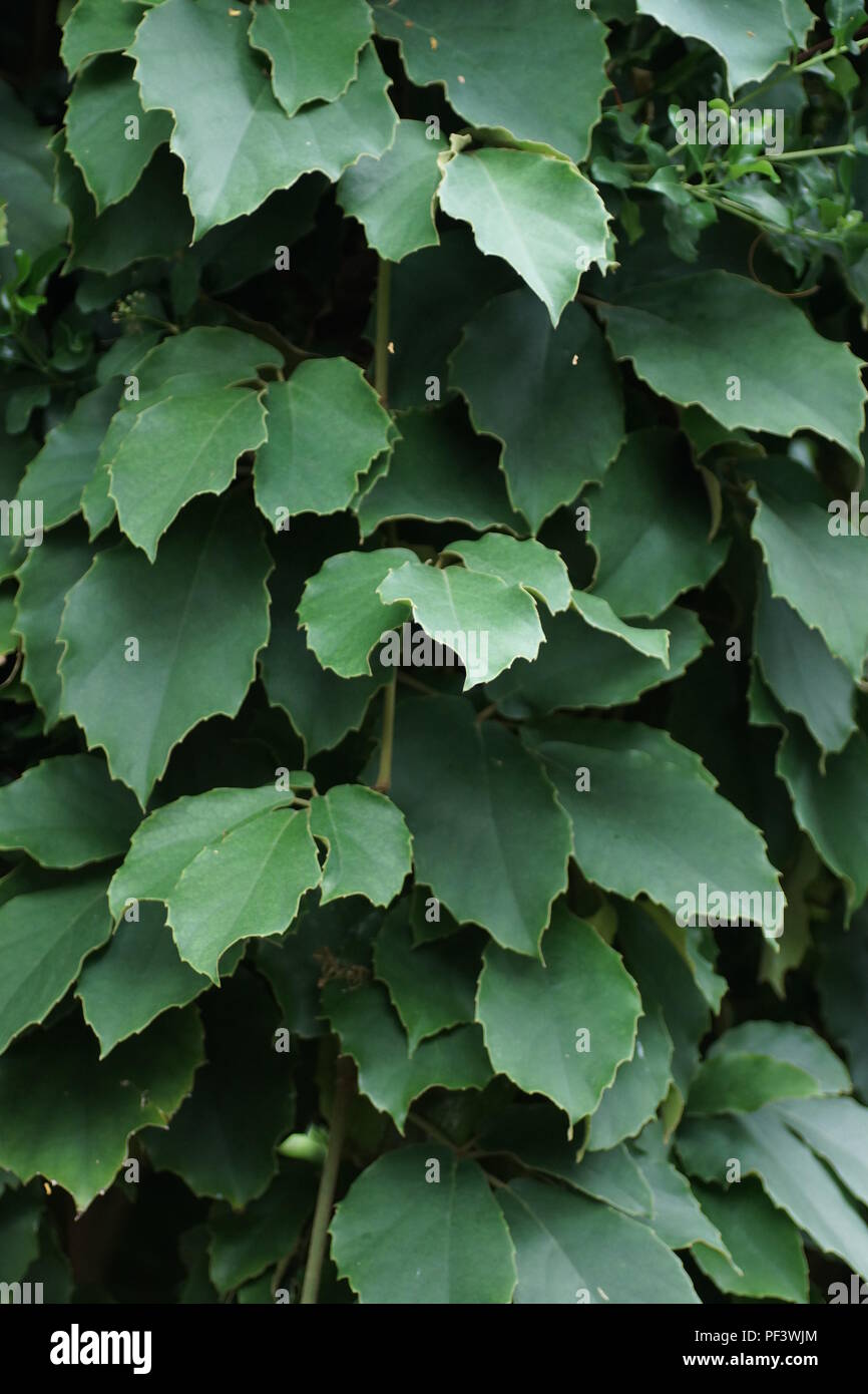 Tetrastigma voinierianum Stock Photo - Alamy