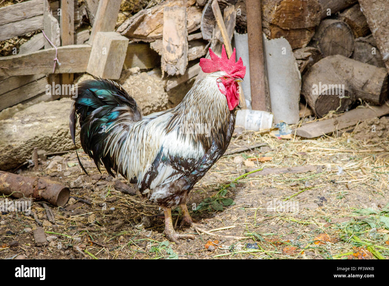 picture of an adult handsome rooster walking around the farm Stock ...
