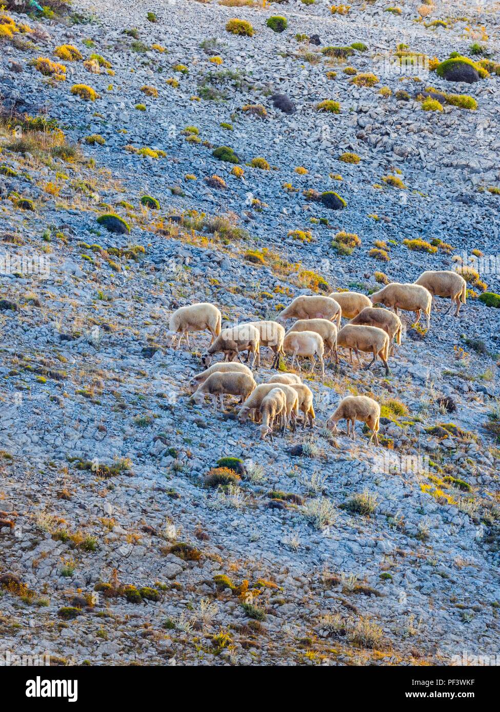 Pag island sheep hi-res stock photography and images - Alamy