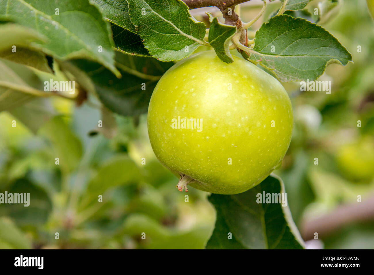 image of an apple on a tree branch in the garden Stock Photo - Alamy