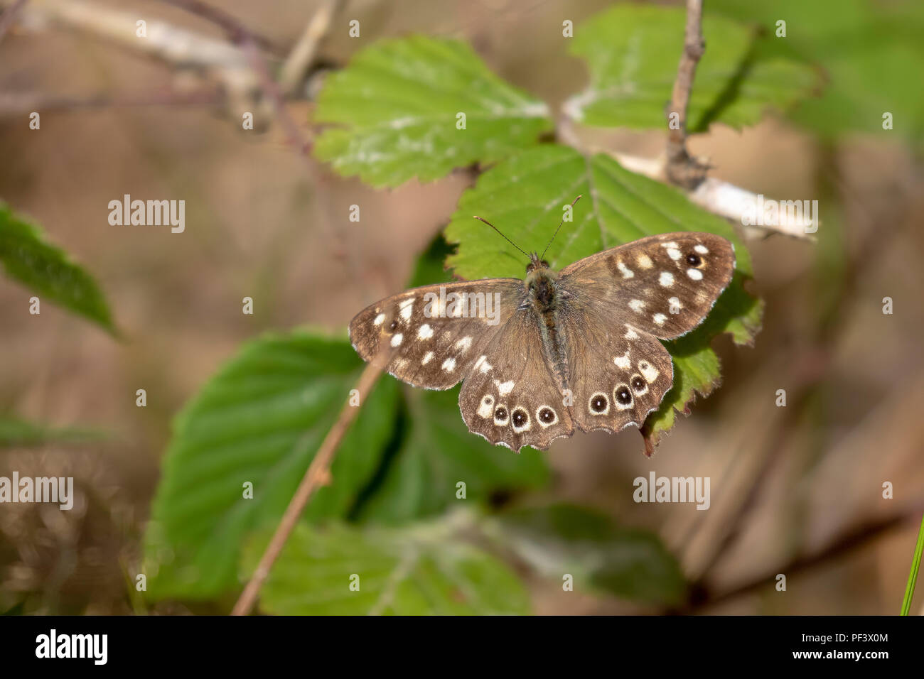 Butterfly scotland hi-res stock photography and images - Alamy