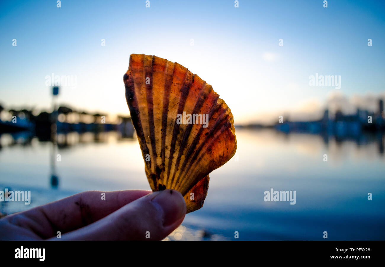 Seashell nature hi-res stock photography and images - Alamy