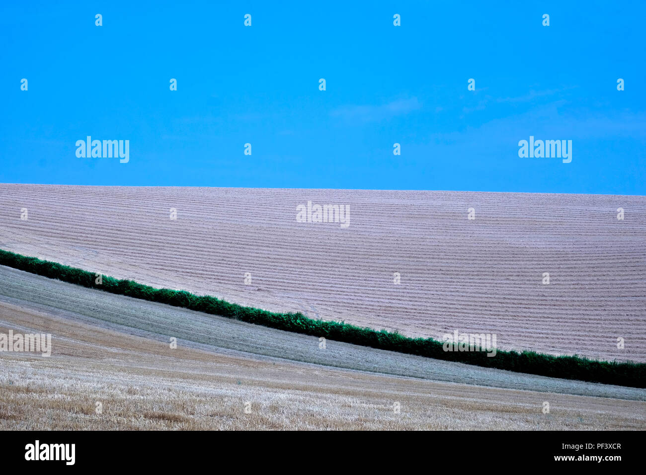A long green thin hedge cuts through the middle of two ploughed fields ...